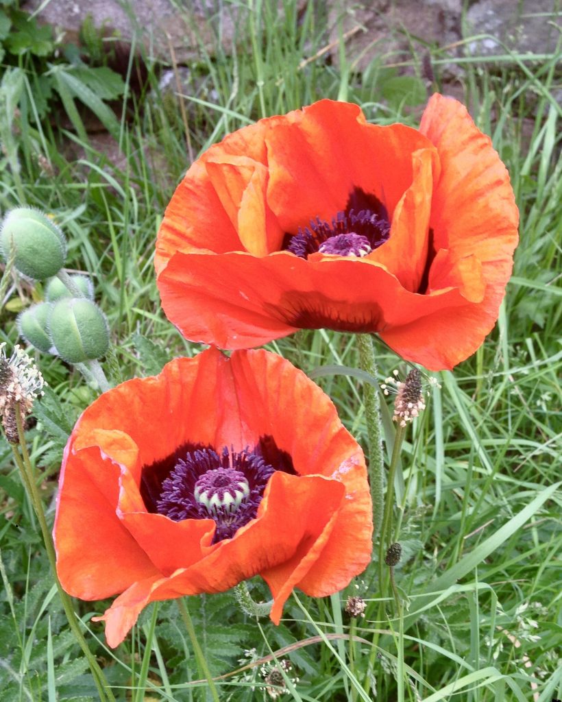 The Polish Poppy who became an English Rose: Poland - Beneath the Cairn